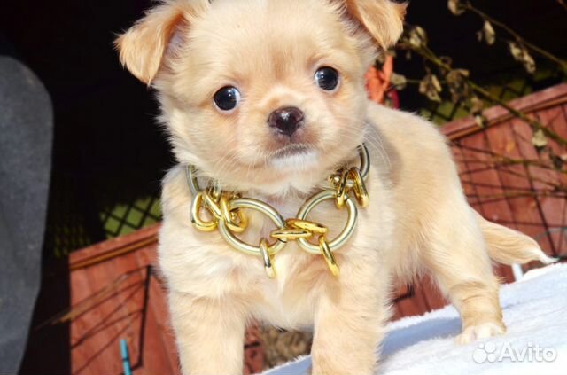 Золотой мальчик