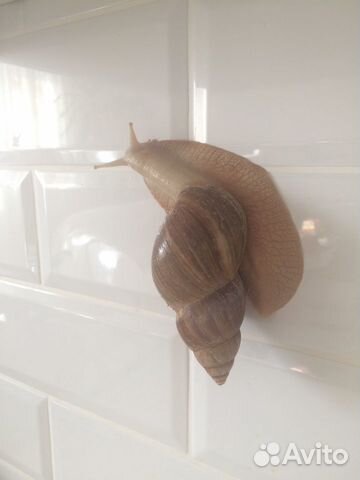 Отдам улитку