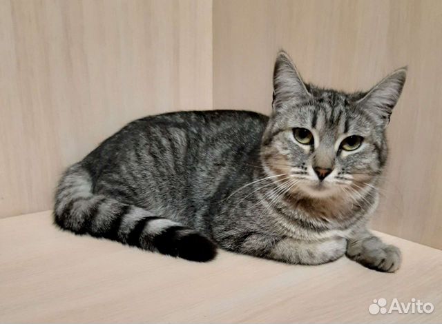 Кошка Рыся ищет дом