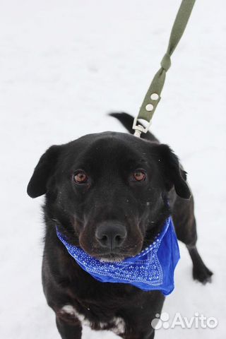 Красавчик Пит, отдам в хорошие руки