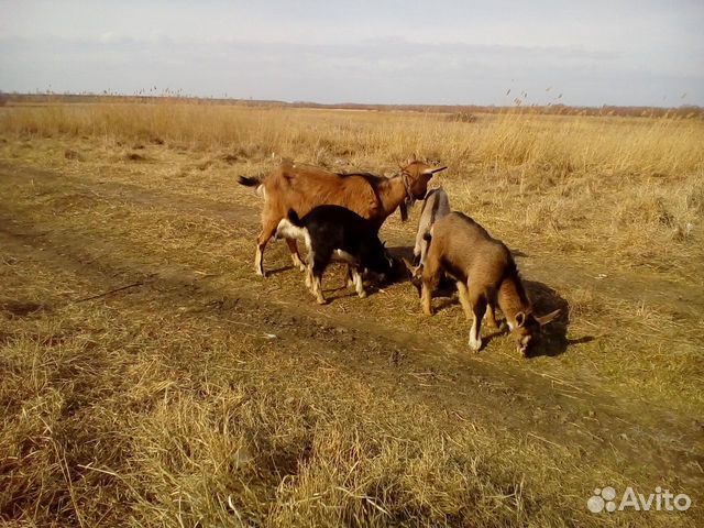 Коза чешская