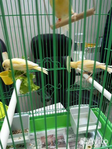 Кенара и канарейки