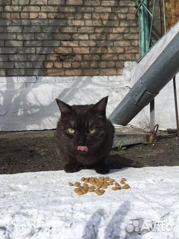 Котенок