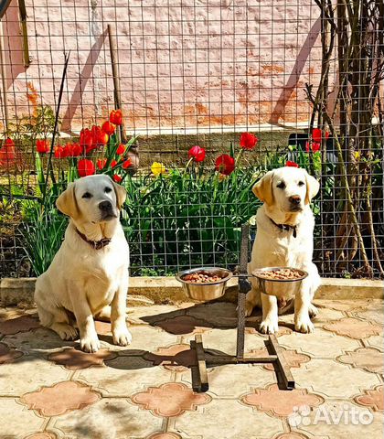 Подрощенные детки Чемпионов