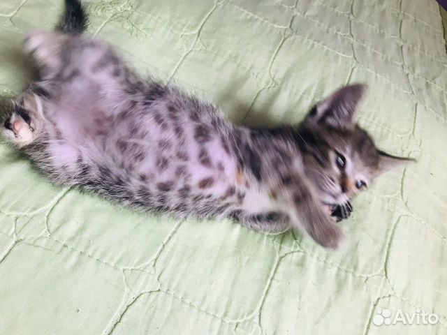 Котятушки В добрые руки