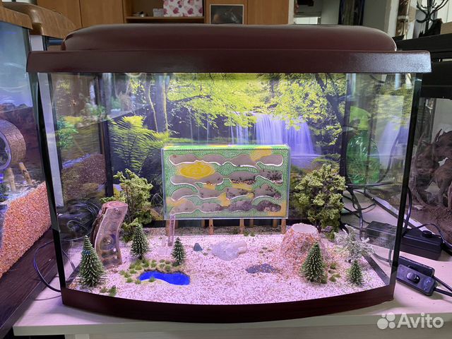 Аквариум стенд с муравьями (муравьиная ферма)