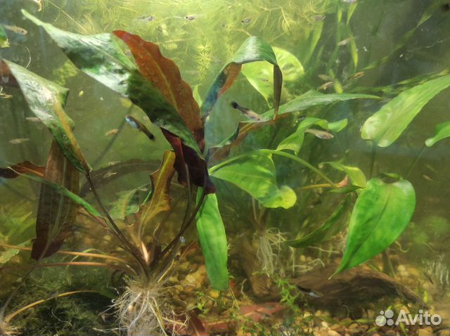 Аквариумные растения: криптокорина