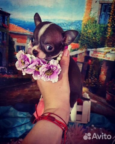 Шикарный микро малышик шоколад