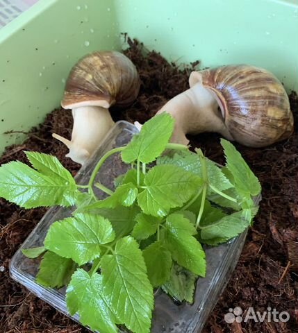 Улитки архахатины паулаэрти альбиносы