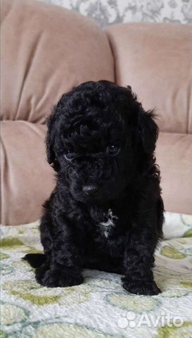 Щенята помесь пуделя