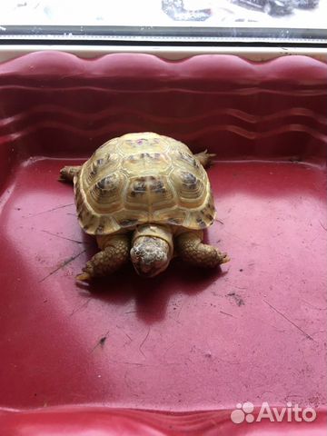 Черепашка "Ниндзя" живая)