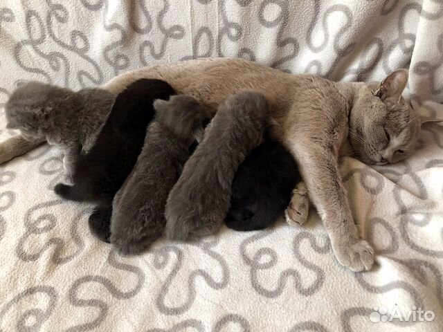 Британские котята