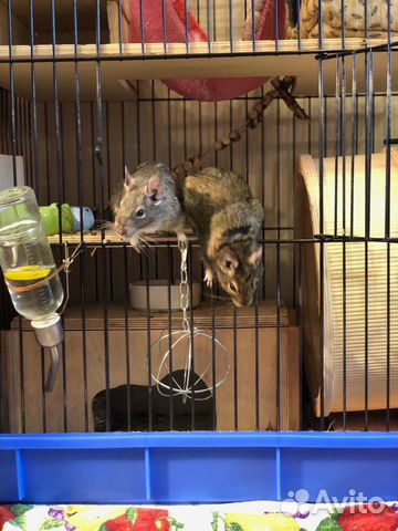 Дегу с клеткой