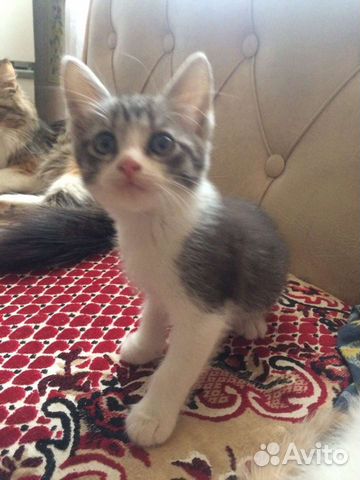 Котята бесплатно