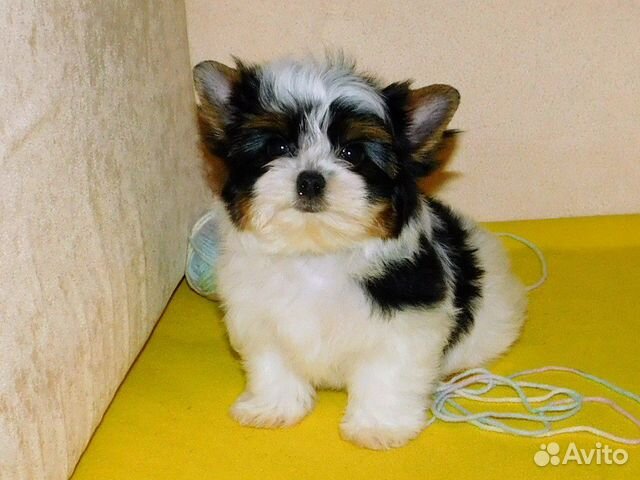 Бивер Йорк мальчик, мелкий стандарт