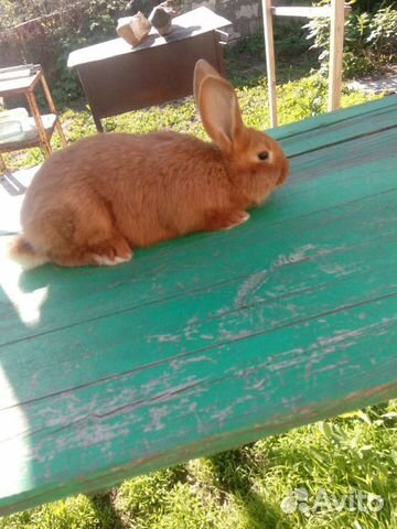 Кролик Нзк