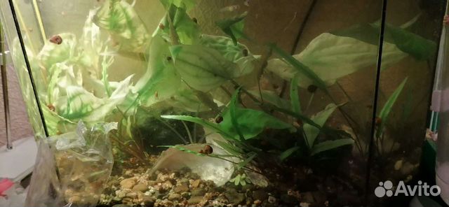 Аквариум с растениями
