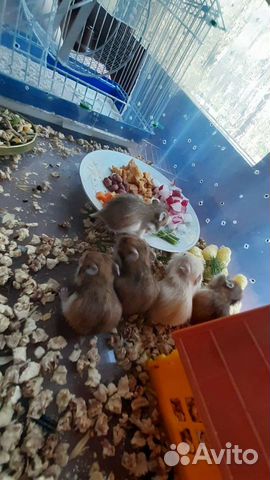 Сирийский хомяки