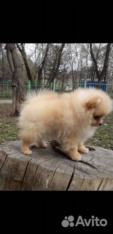 Собака