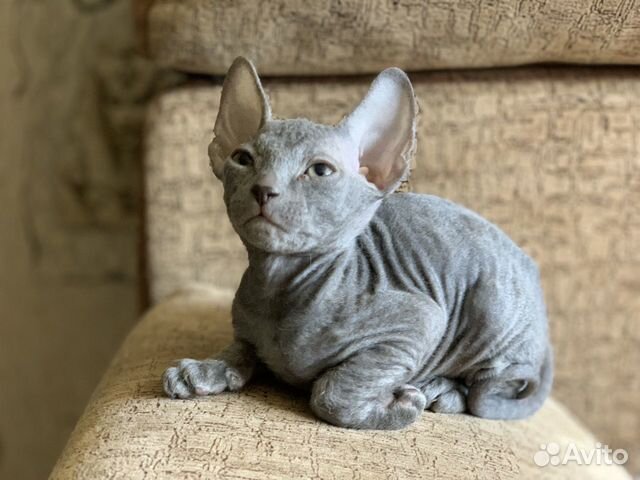 Донской сфинкс