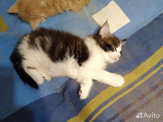 Котик мэй кун