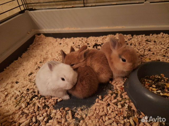 Декоративные карликовые кролики