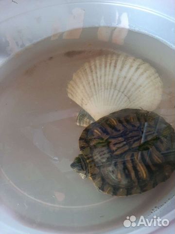 Красноухая черепаха