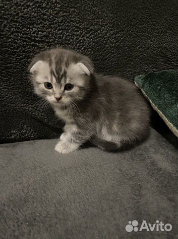 Шотландская веслоухая кошка