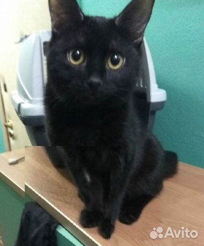 Боня черный котенок