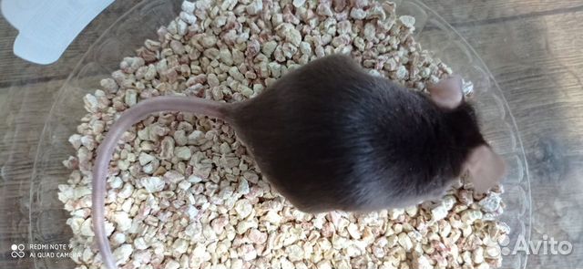 Сатиновая мышь