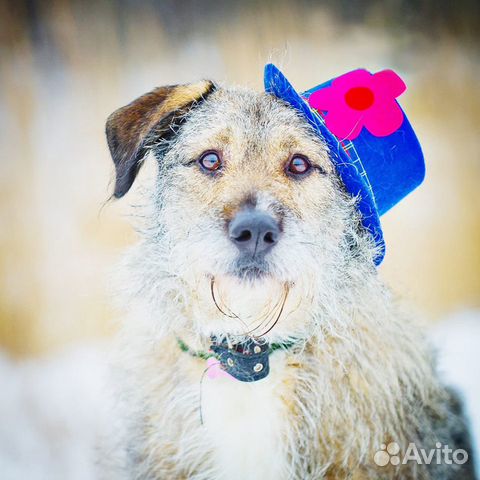 Собака терьер ищет семью