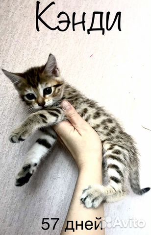 Котята