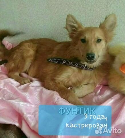 Собаки в добрые руки