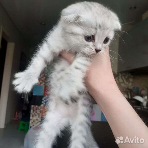 Шотландские котята