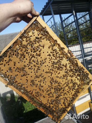 Пчеломатки неплодные породы Бакфаст f1