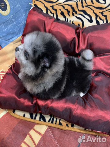 Померанский шпиц мерле Крошка Енот