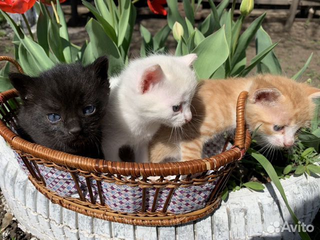 Котята, кошечка и котик