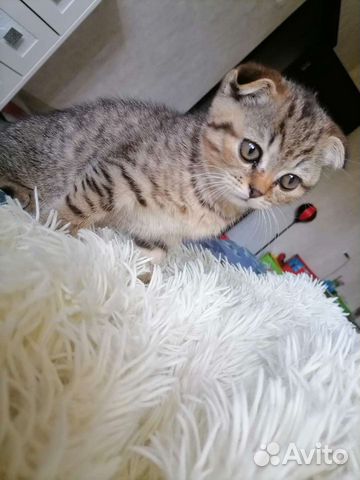 Шотландская вислоухая кошка