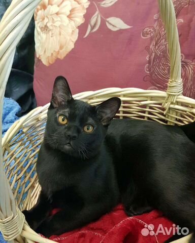 Бомбейчики