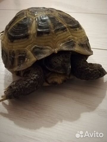 Черепаха азиатская