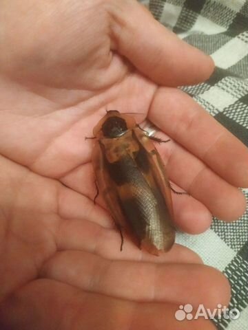 Мраморные крылатые тараканы (Nauphoeta cinerea)