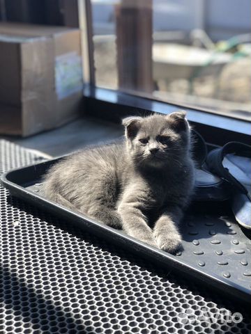 Котенок британец вислоухий метис в добрые руки