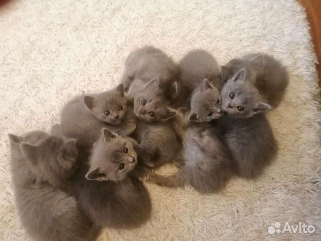 Британские котята