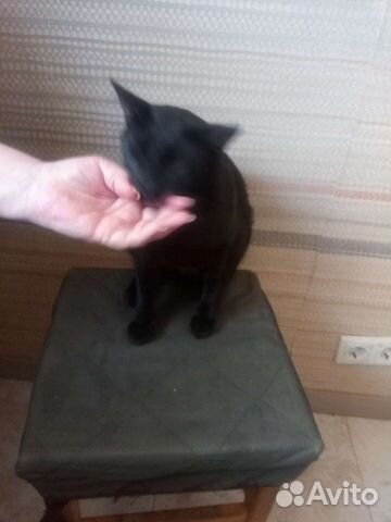 Кот дворянин 1 год