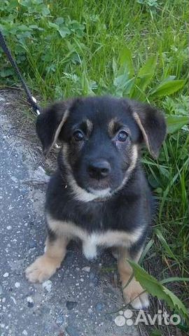 Отдам бесплатно щенки