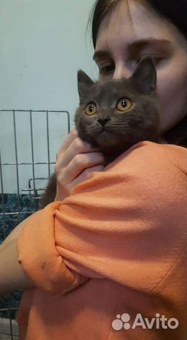 Котенок Руслан в дар