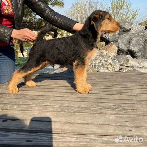 Щенки эрдельтерьера