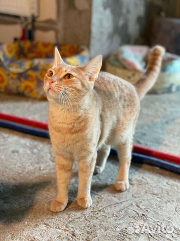 Рыжий интеллигентный котенок