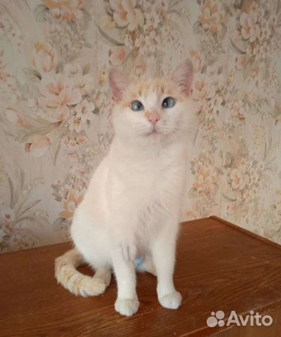 Тайская кошечка Краса