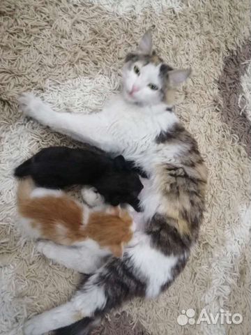 Котята в добрые руки бесплатно